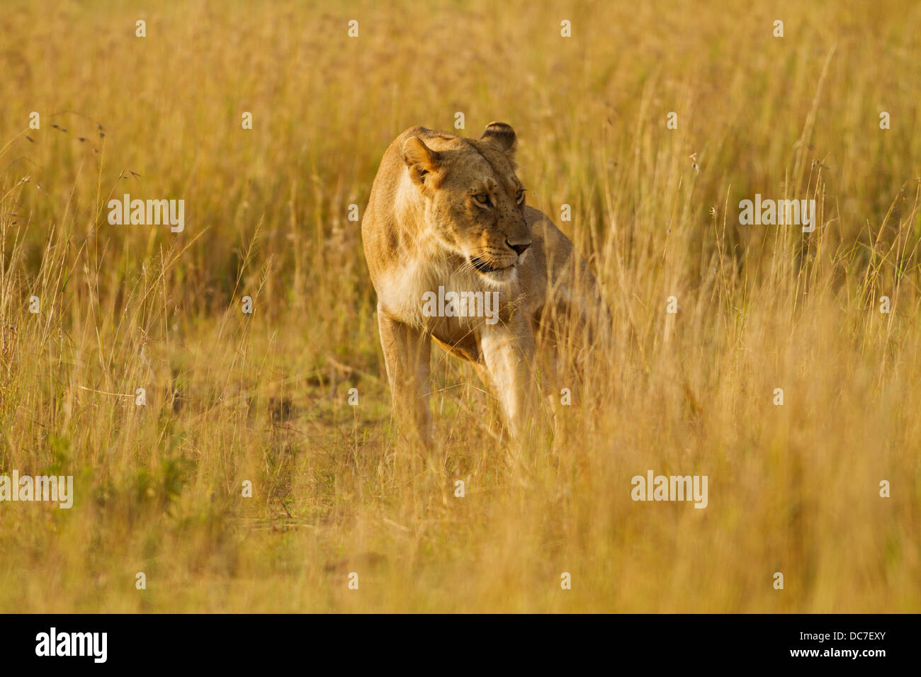 African Lioness in the grassland Stock Photo - Alamy