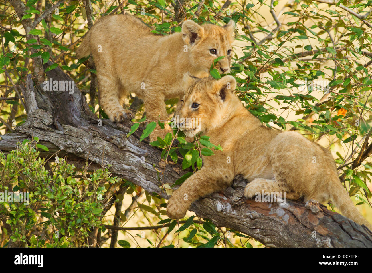 Lion cubs on the tree top Stock Photo - Alamy