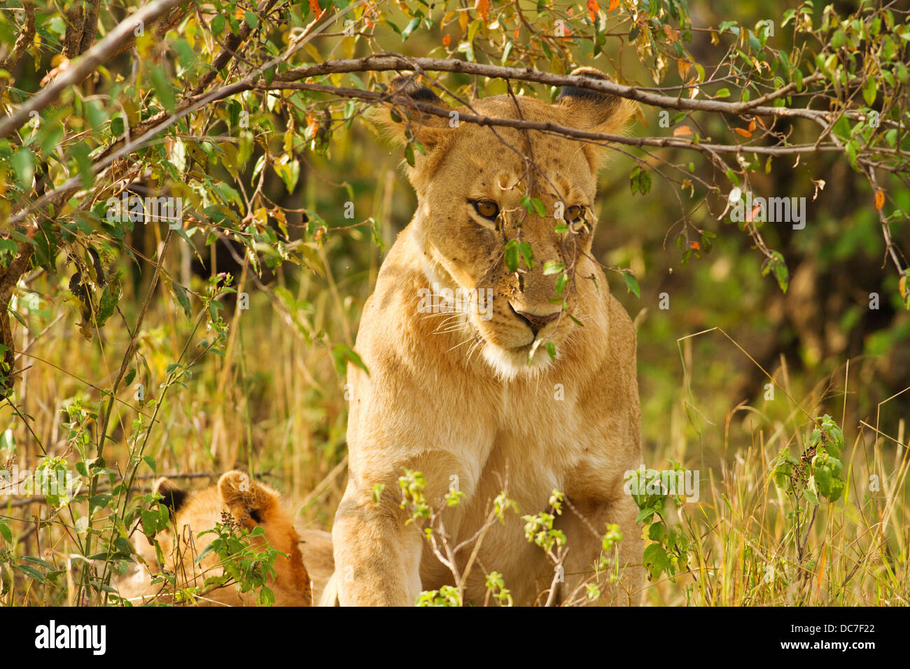 Lioness in the bush hi-res stock photography and images - Alamy