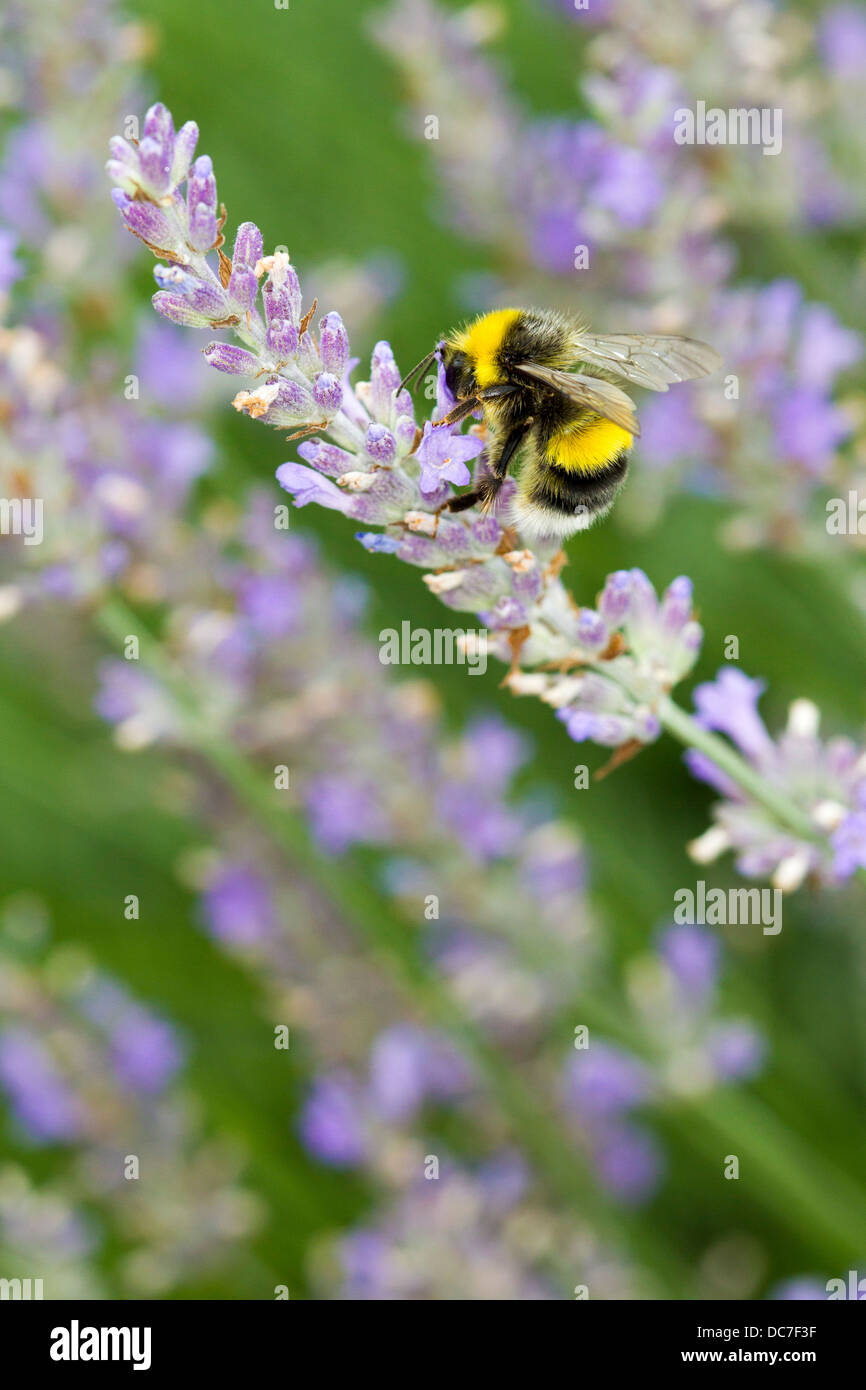 Bumble bee bomus hortorum hi-res stock photography and images - Alamy