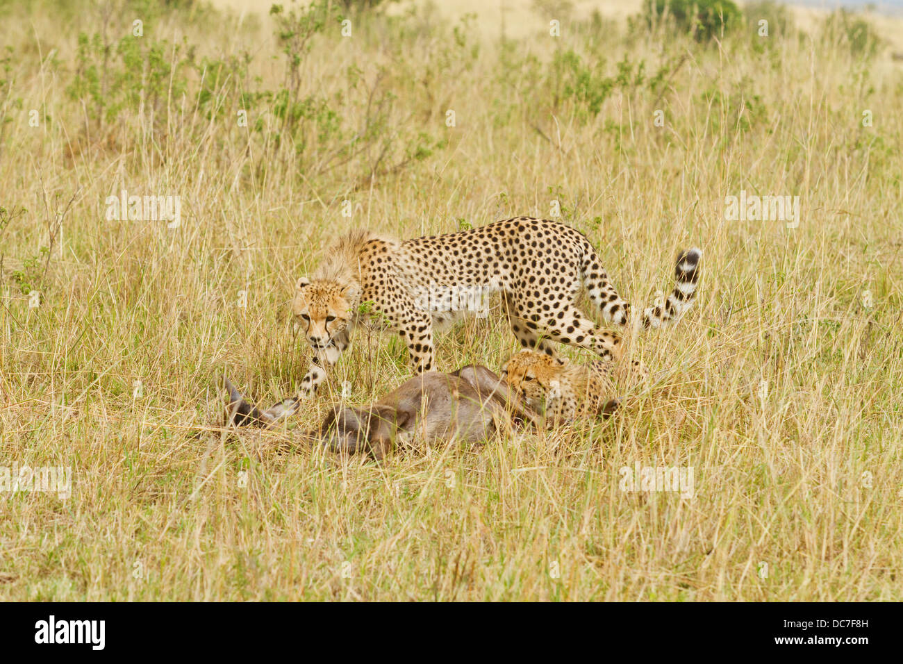 Cheetahs on the Wildebeest kill Stock Photo - Alamy