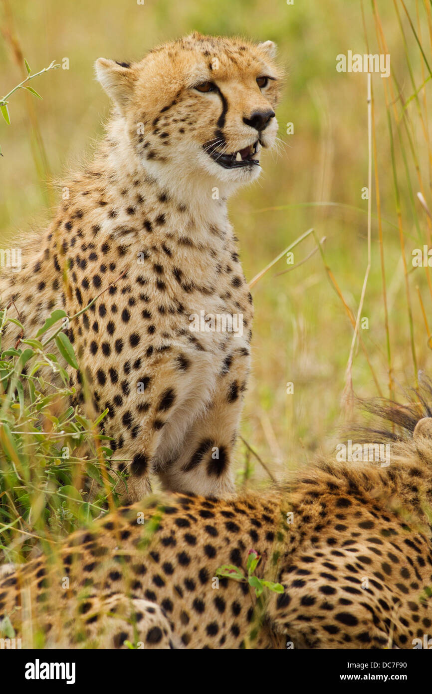 Cheetahs on kill Stock Photo - Alamy