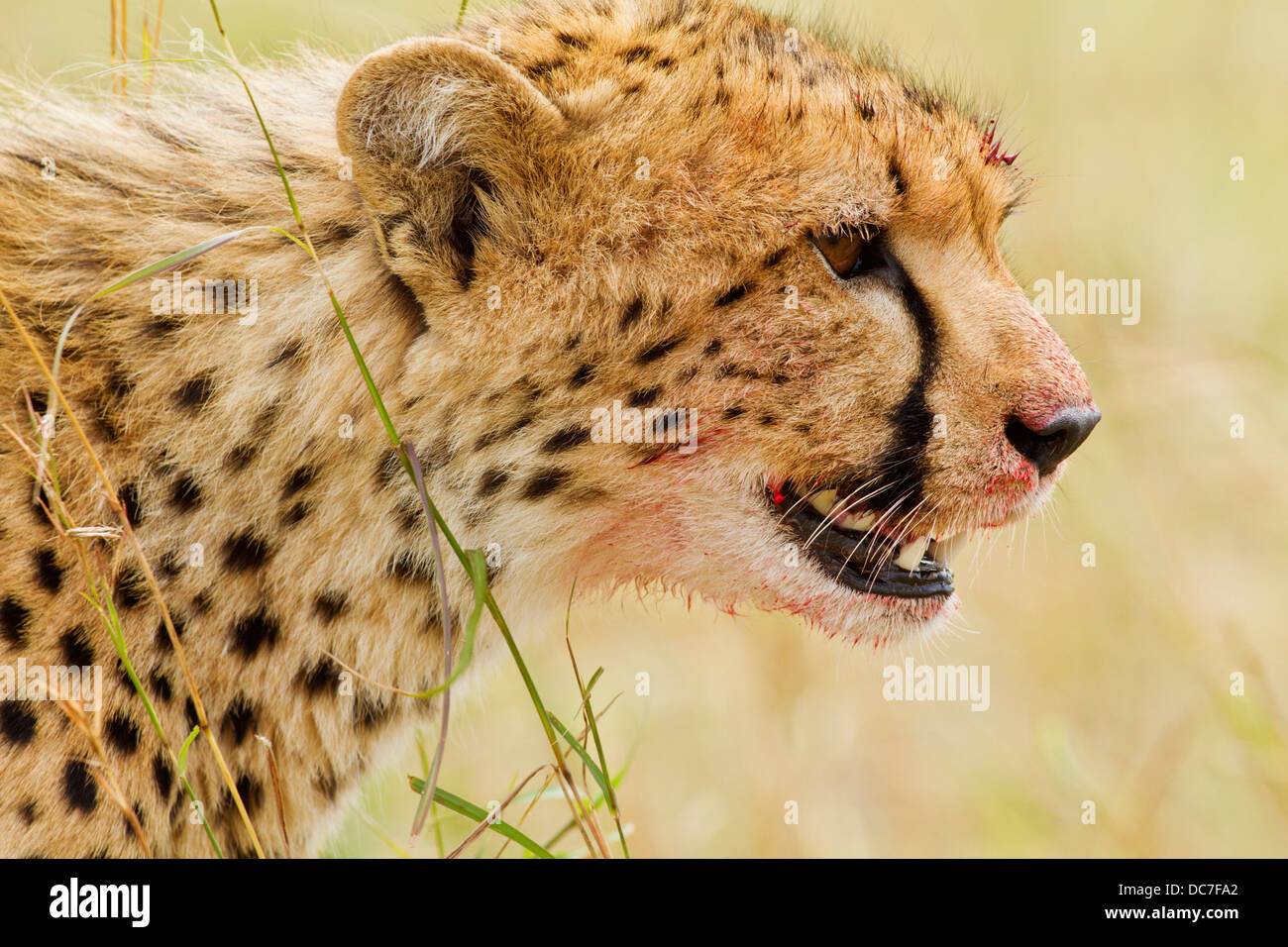Cheetah with a bloody face Stock Photo - Alamy