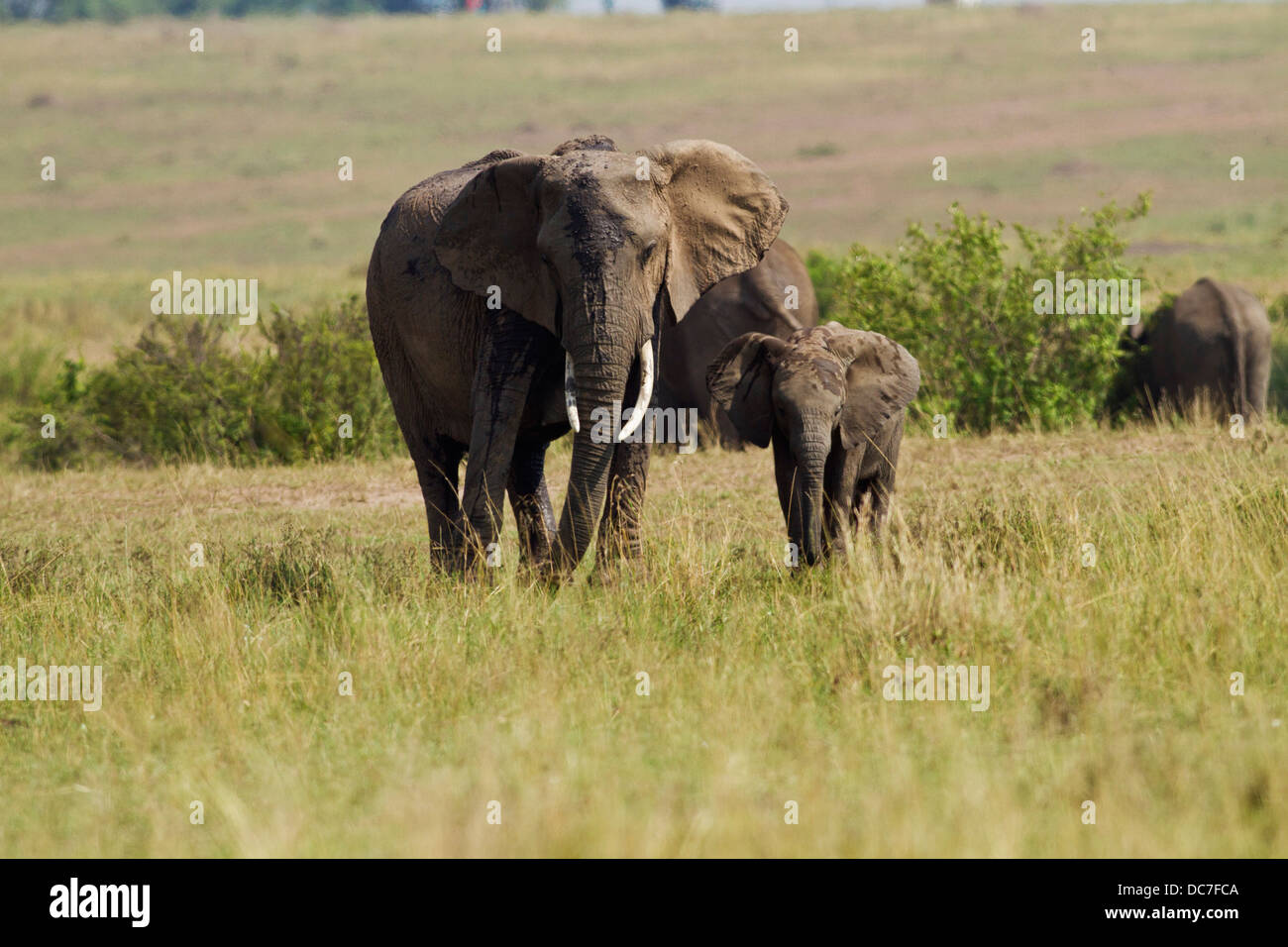 African Elephant and young one Stock Photo - Alamy