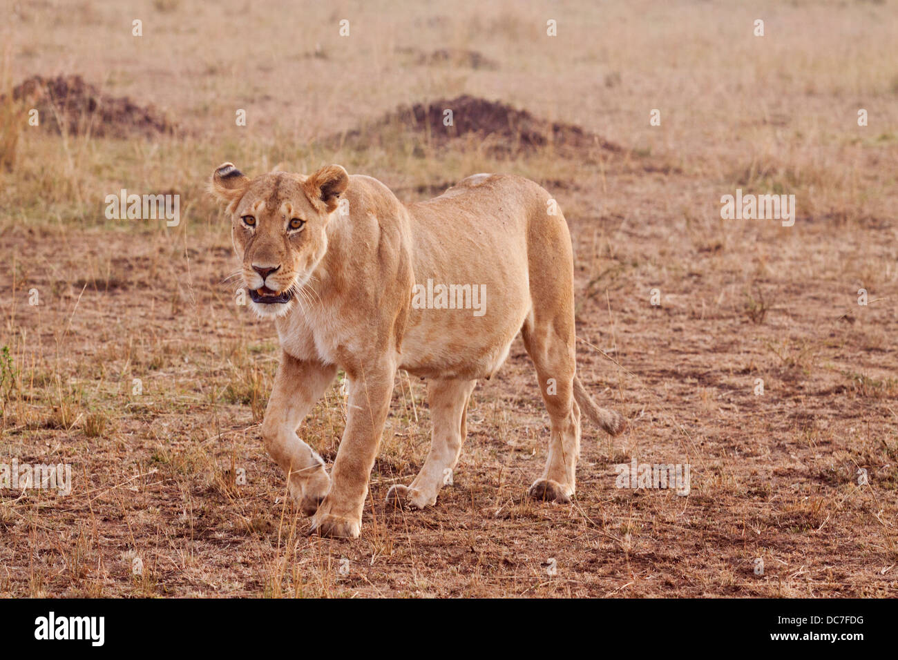 African Lioness in the grassland Stock Photo - Alamy