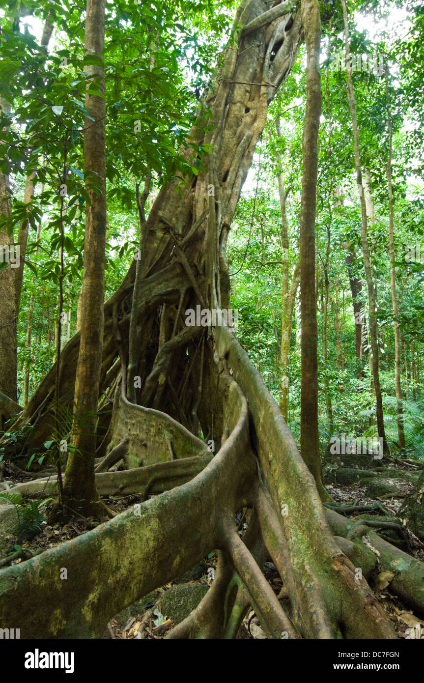 Tree with Buttress Roots, Mossman Gorge, Far North Queensland ...