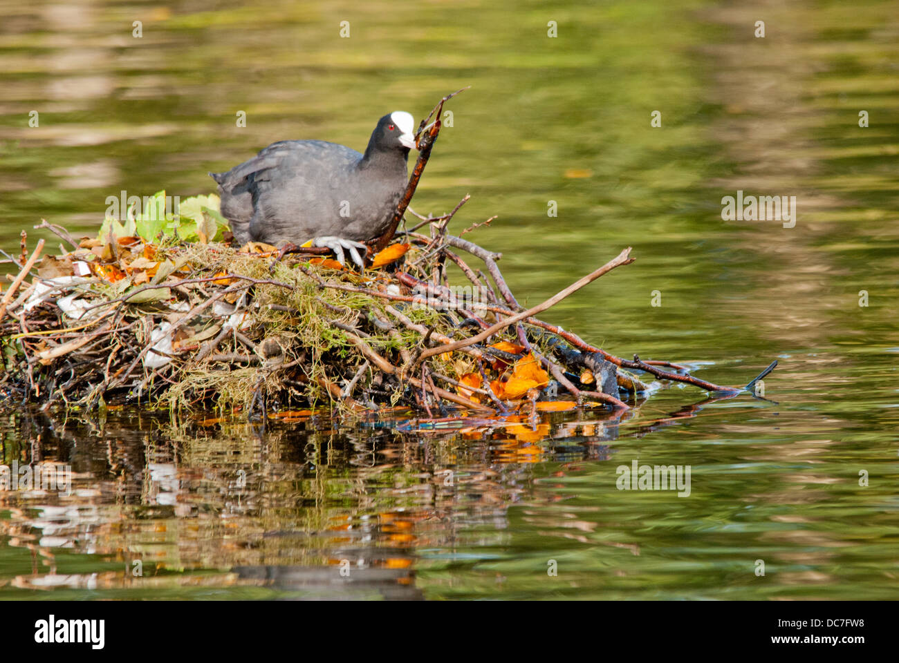 Coot building nest hi-res stock photography and images - Alamy