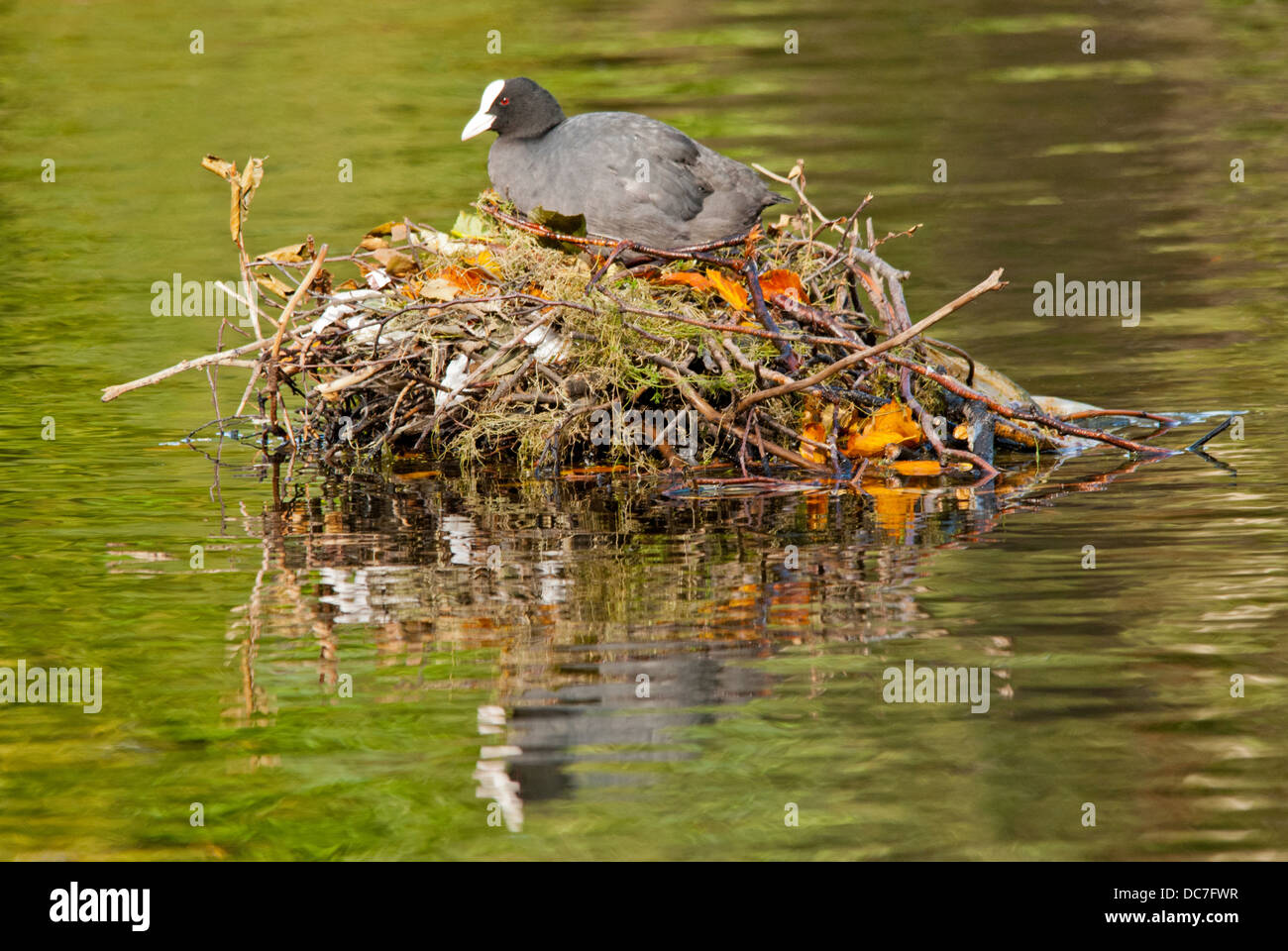 Coot waterbird hi-res stock photography and images - Alamy