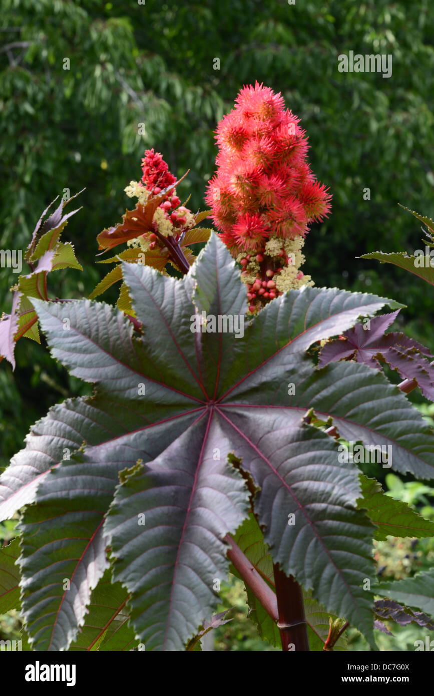 Castor oil plants hi-res stock photography and images - Alamy