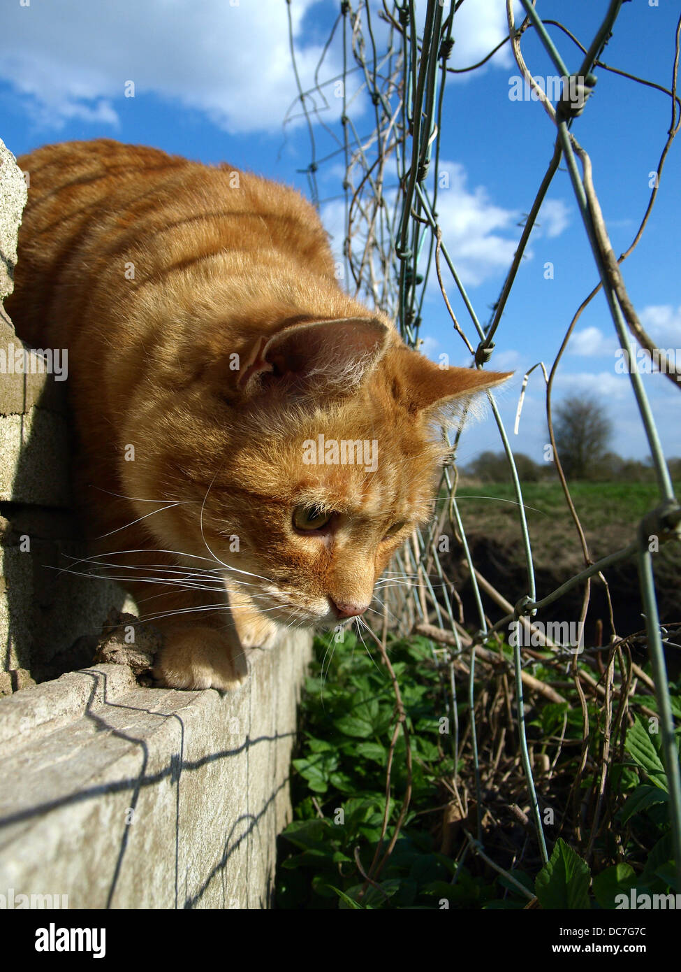 On a mouse hunt Stock Photo - Alamy