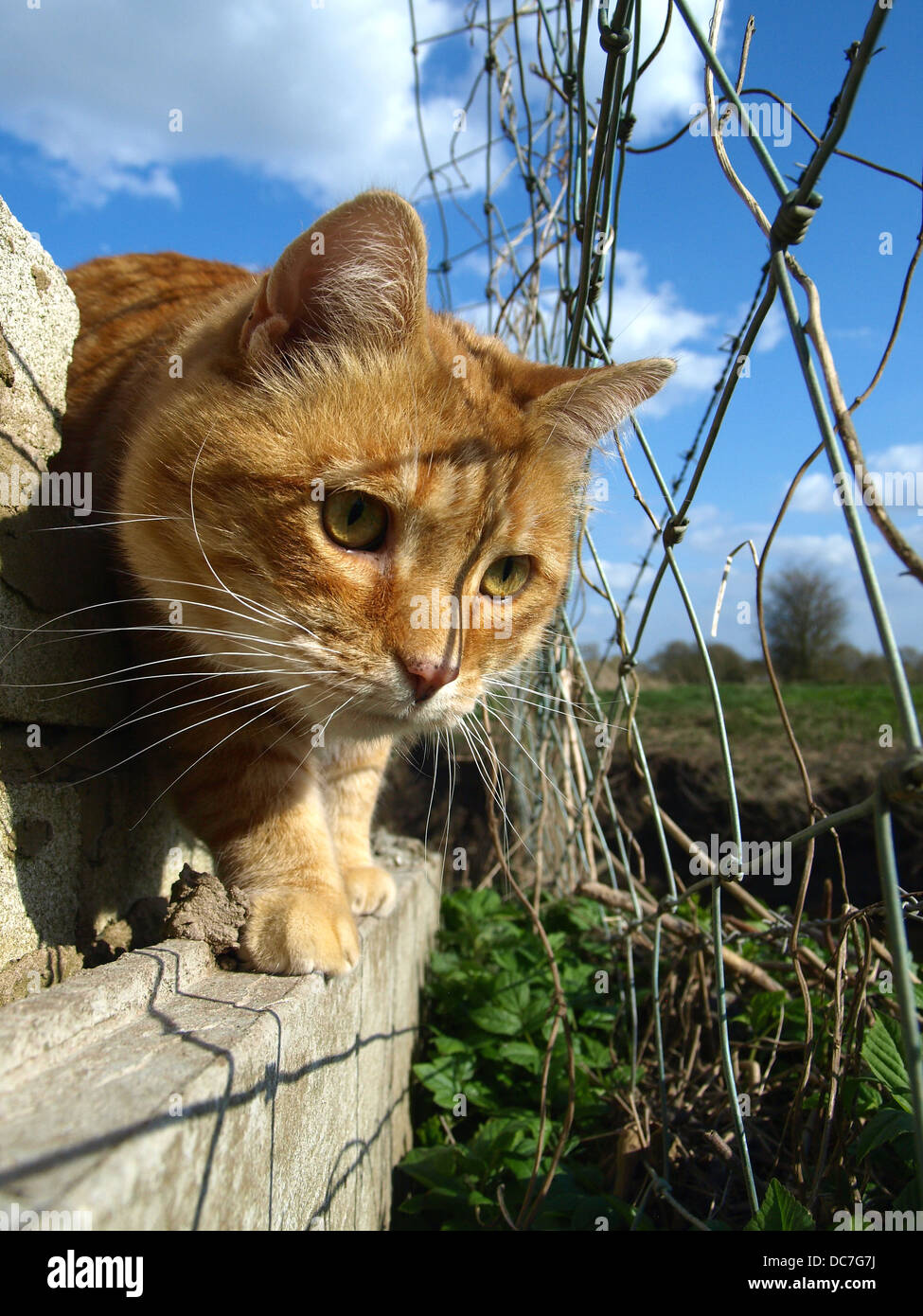 On a mouse hunt Stock Photo - Alamy