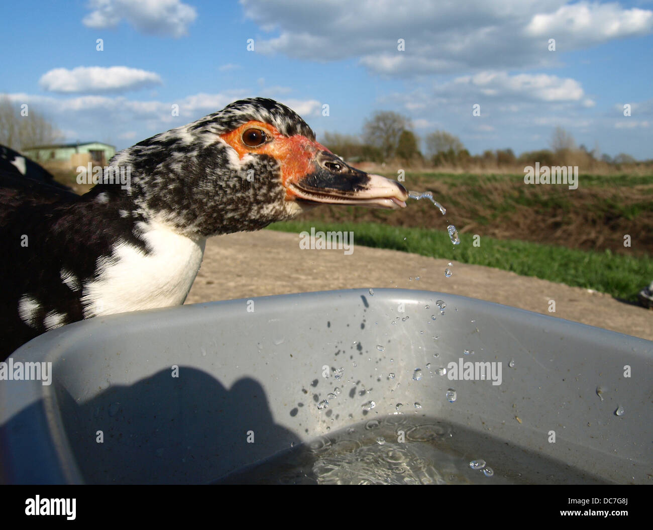 A duck to water Stock Photo - Alamy
