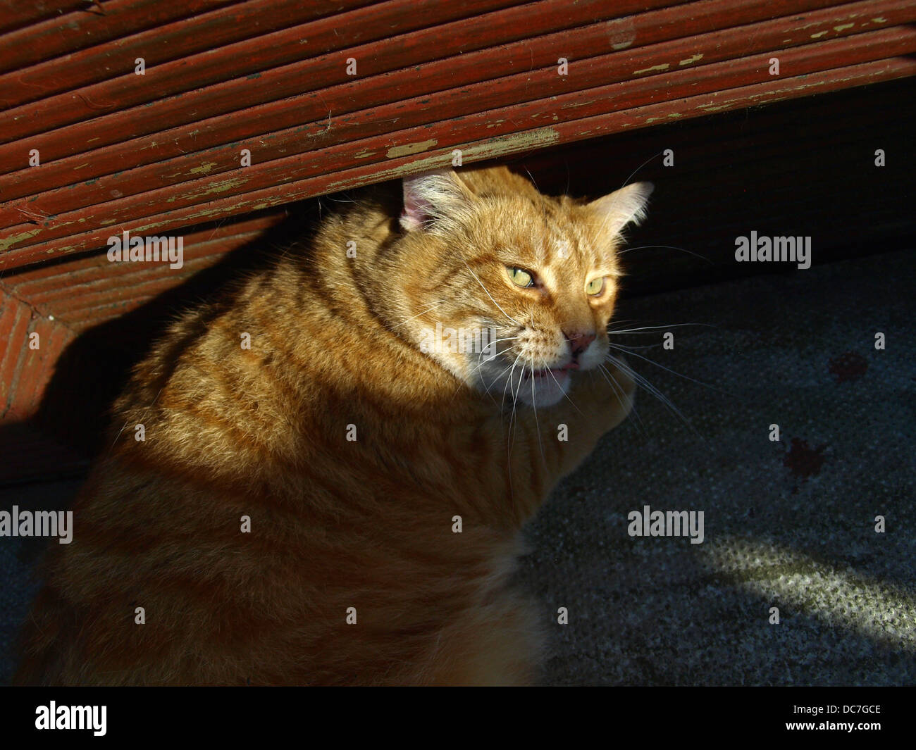 Angry kitty hi-res stock photography and images - Alamy