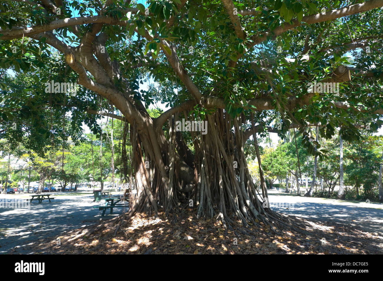 Banyan tree hi-res stock photography and images - Alamy