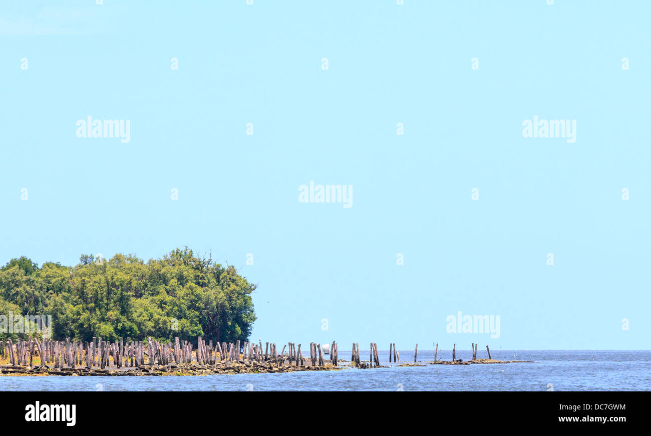 Mangrove swamp estuary hi-res stock photography and images - Alamy