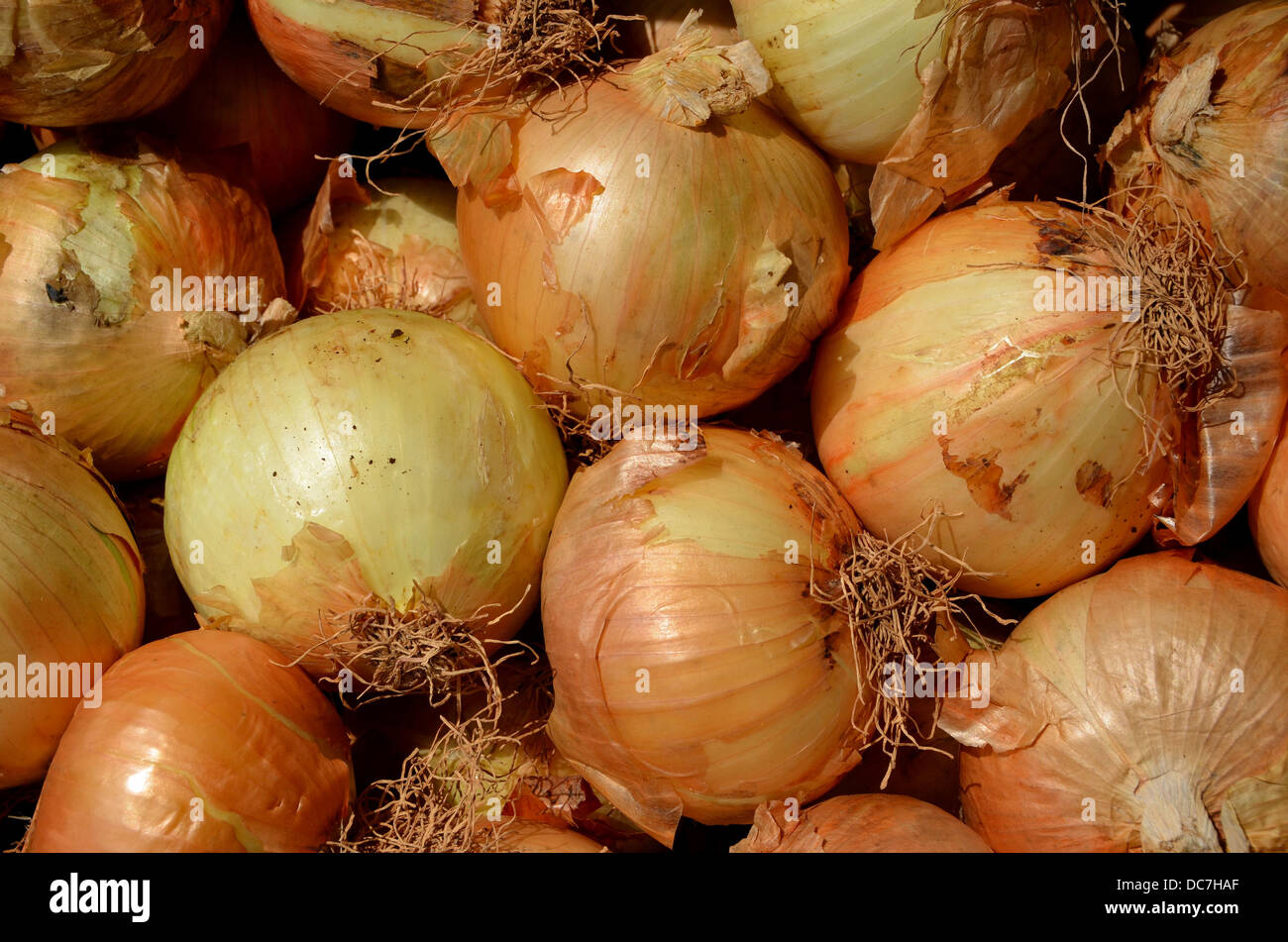 Onions at the market in Antwerp Stock Photo - Alamy
