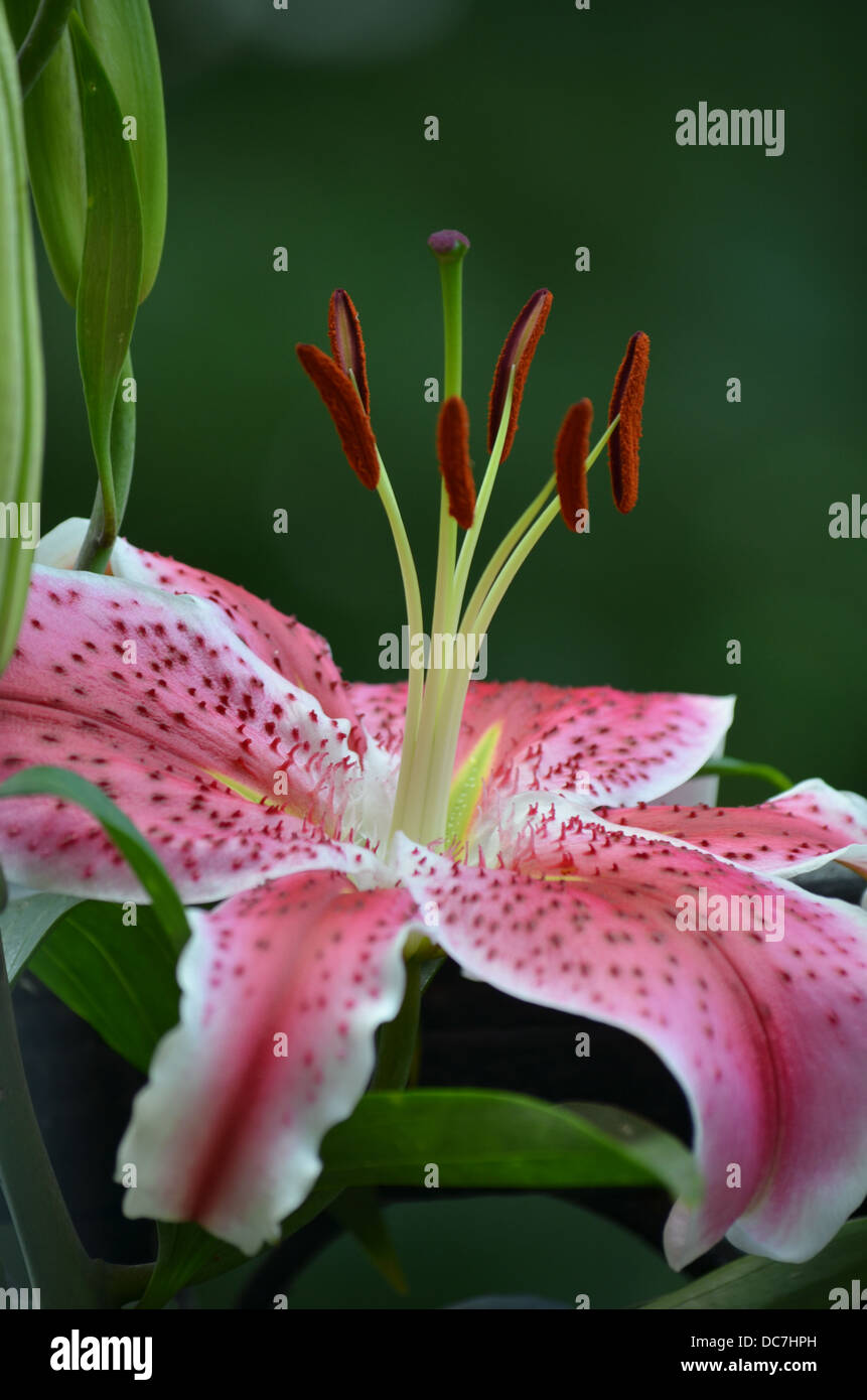 Purple Lily blossom Stock Photo - Alamy