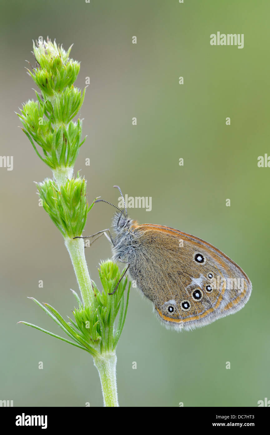 Butterfly side angle view hi-res stock photography and images - Alamy