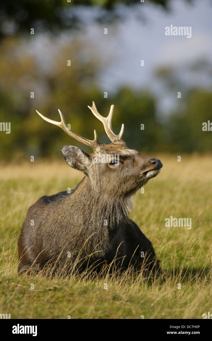 Sika Deer, Sika nippon, single adult male resting on grass. Taken ...
