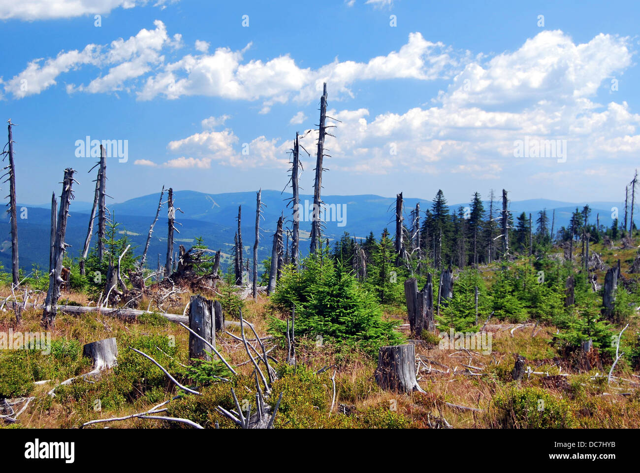 Dead forest hi-res stock photography and images - Alamy