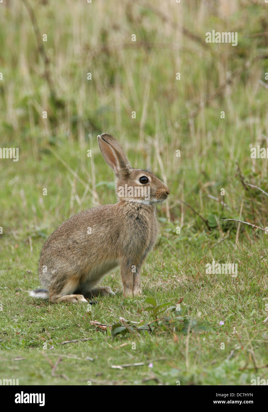 European Rabbit, Oryctolagus cuniculus, single adult sitting on ...