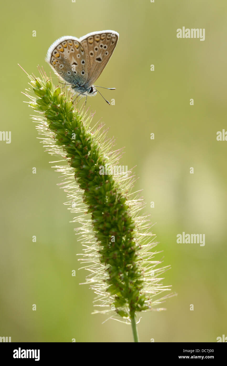 Common blue butterfly, close up Stock Photo - Alamy