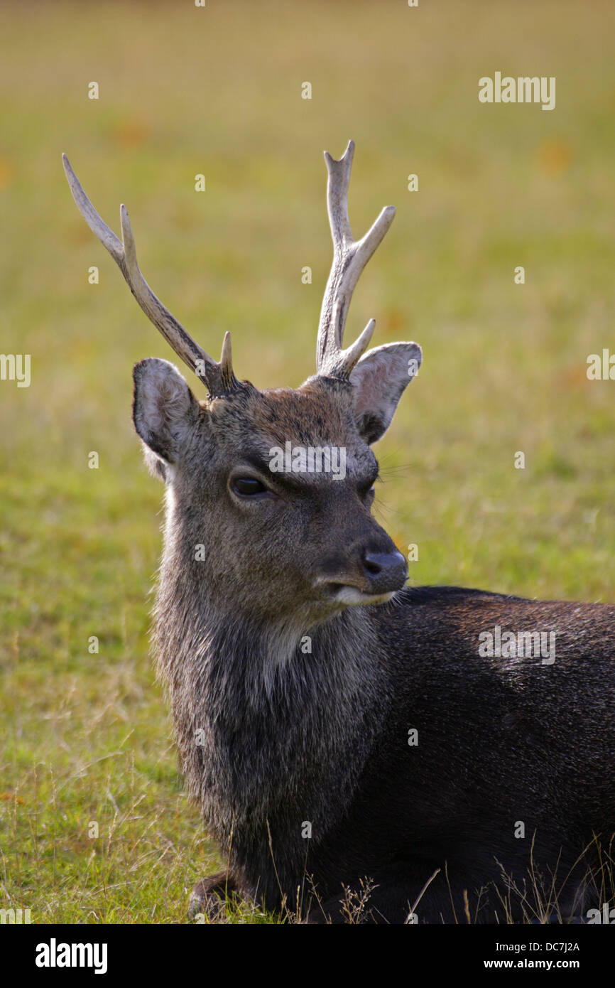 Sika deer male hi-res stock photography and images - Alamy