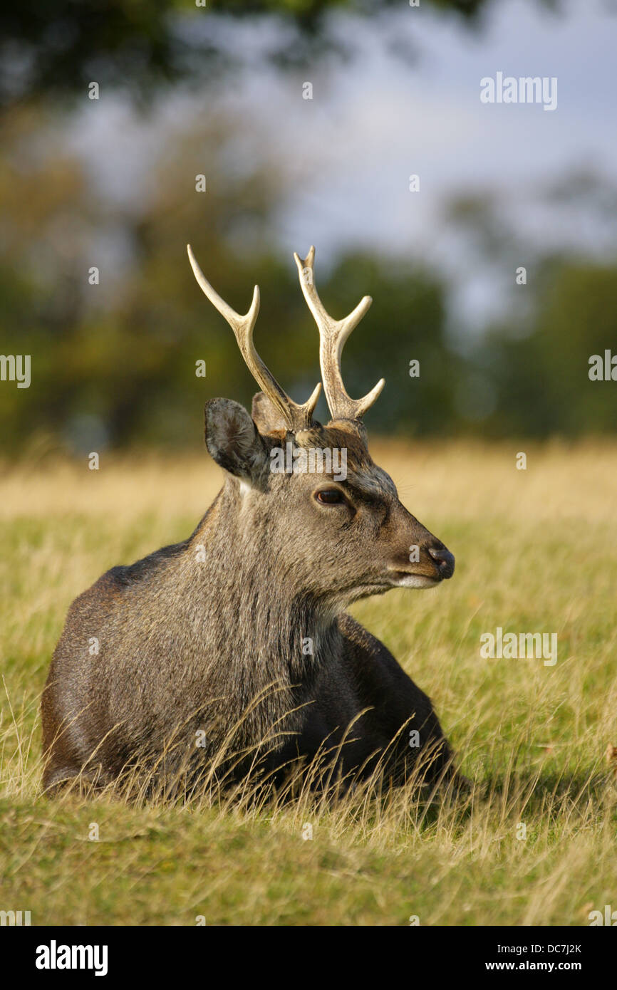 Sika Deer, Sika nippon, single adult male resting on grass. Taken ...