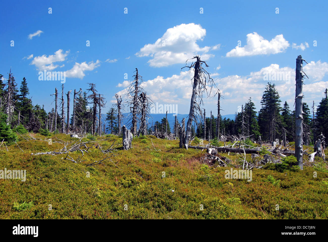 Dead forest hi-res stock photography and images - Alamy