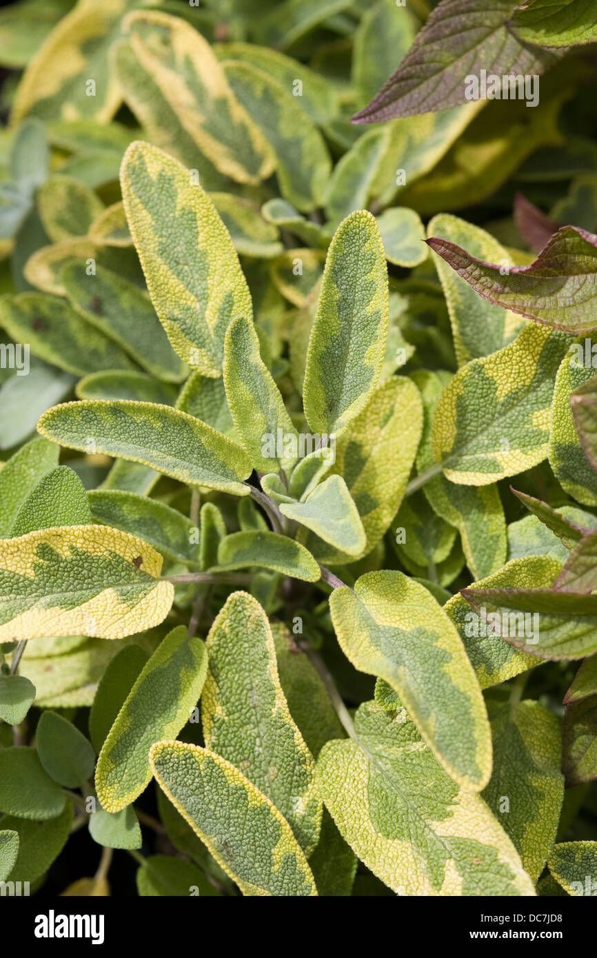 Salvia officinalis Broad Leaf Sage Growing in A Kitchen Garden Stock ...