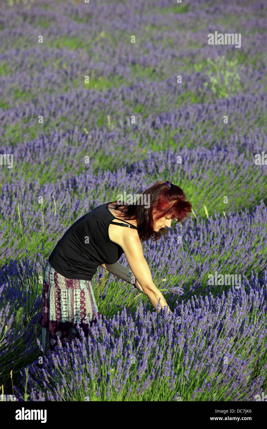 Woman picking lavender in Provence, France Stock Photo - Alamy