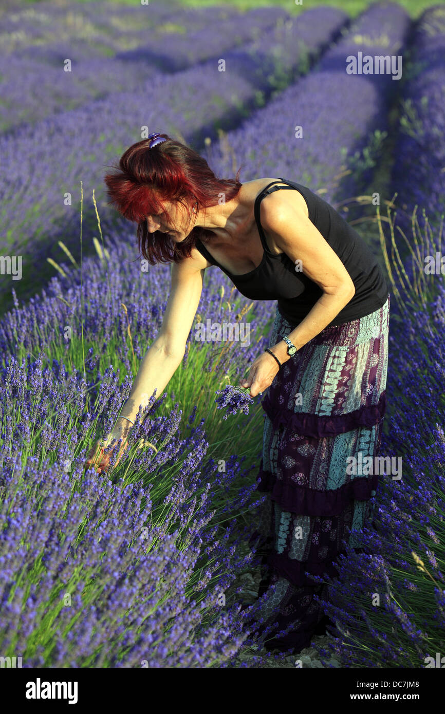 Woman picking lavender in Provence, France Stock Photo - Alamy