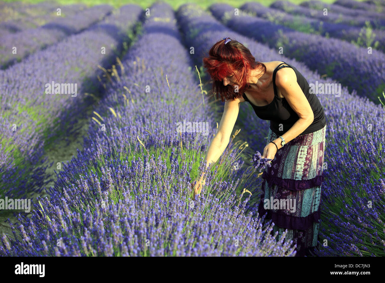 Woman picking lavender in Provence, France Stock Photo - Alamy