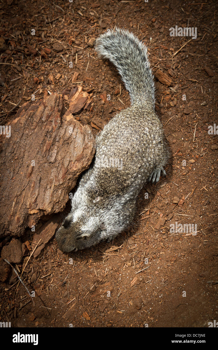 Squirrel sniffing the ground Stock Photo - Alamy