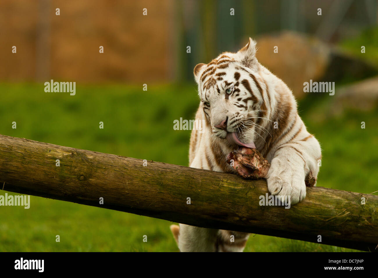 Tiger Eating Meat High Resolution Stock Photography and Images - Alamy