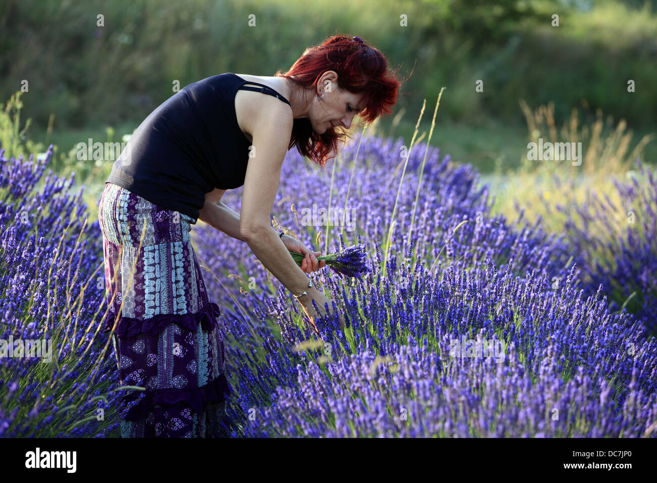 Lavender fields woman provence hi-res stock photography and images - Alamy