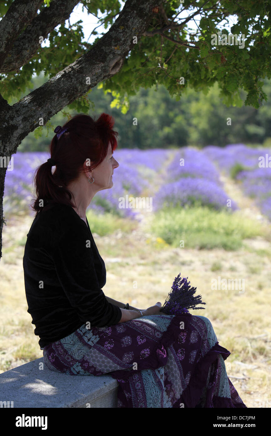 Woman picking lavender in Provence, France Stock Photo - Alamy
