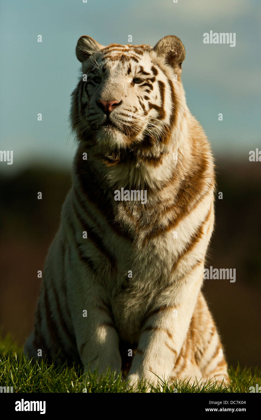 Male royal bengal tiger sitting hi-res stock photography and images - Alamy