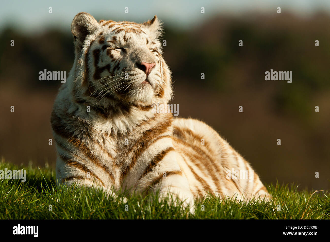 White Tiger (Panthera tigris tigris) Sitting On Grass With Its Eyes ...