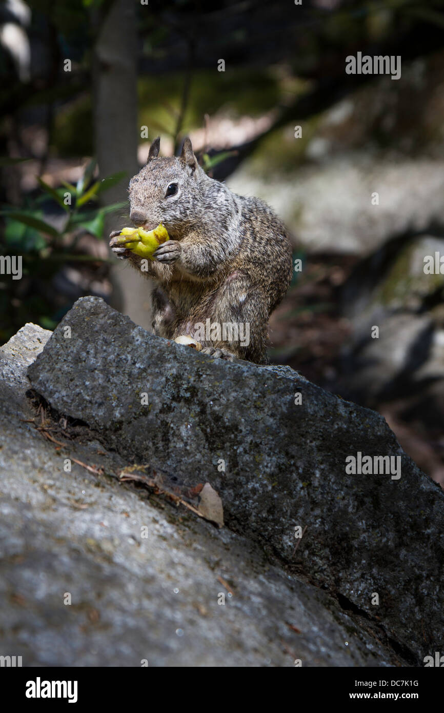 Squirrel eating Apple Stock Photo - Alamy