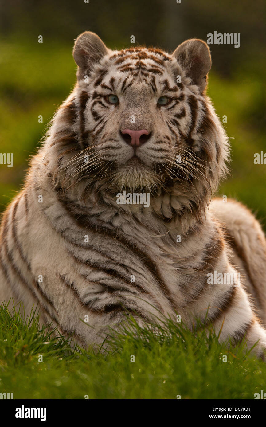 Scary Looking White Tiger (Panthera tigris tigris) Sitting On Grass ...