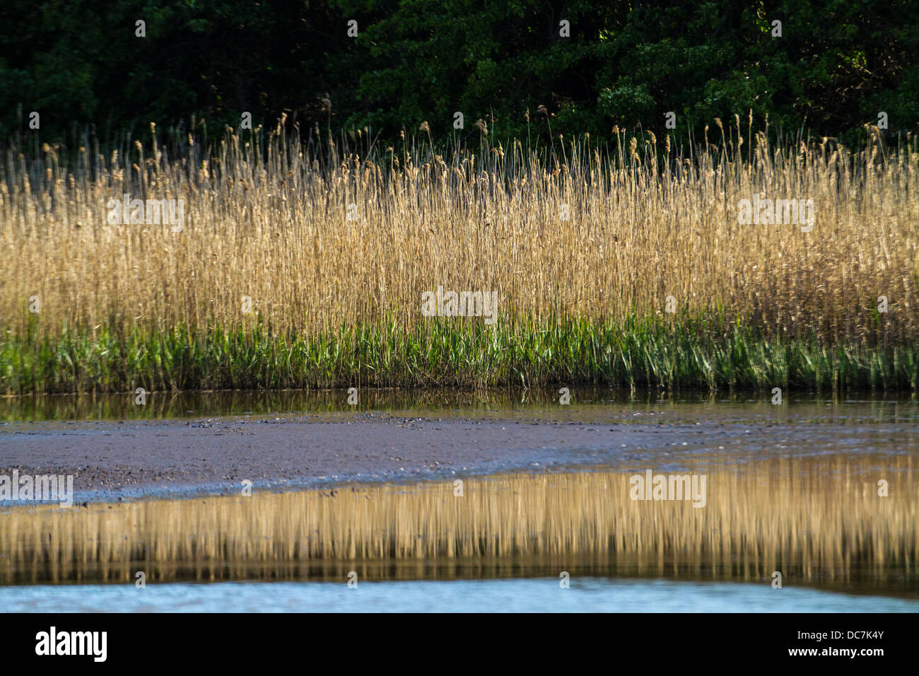 Reeds and lakes hi-res stock photography and images - Alamy