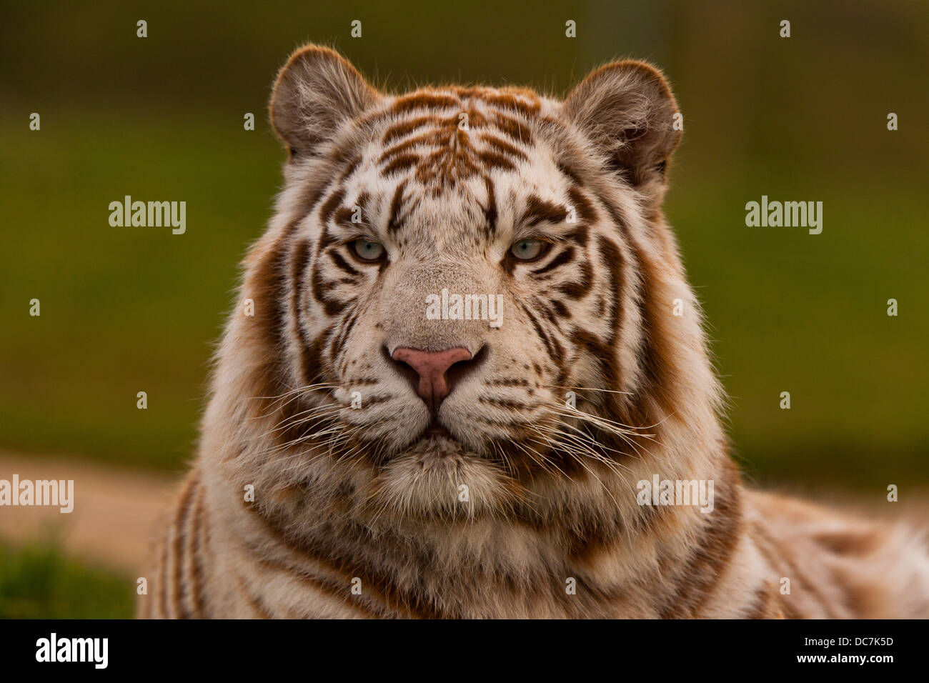 Male royal bengal tiger sitting hi-res stock photography and images - Alamy