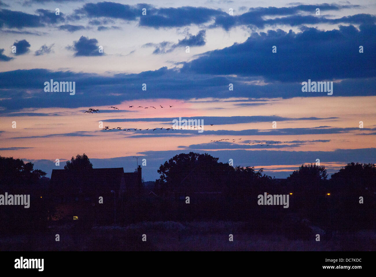 Geese in twilight hi-res stock photography and images - Alamy