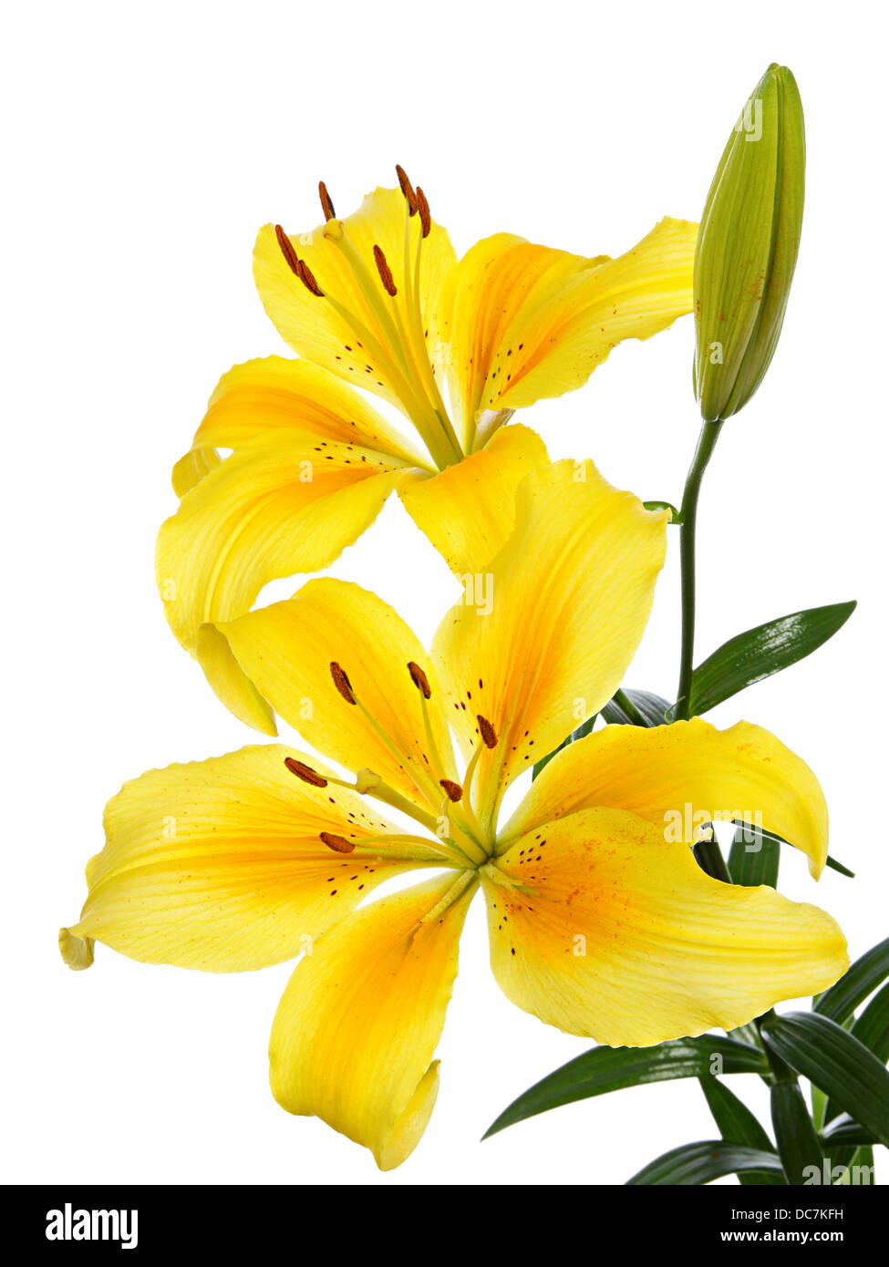 Yellow lilies isolated on a white background Stock Photo - Alamy