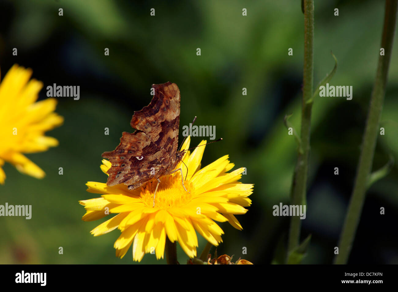 Comma butterfly chrysalis hi-res stock photography and images - Alamy