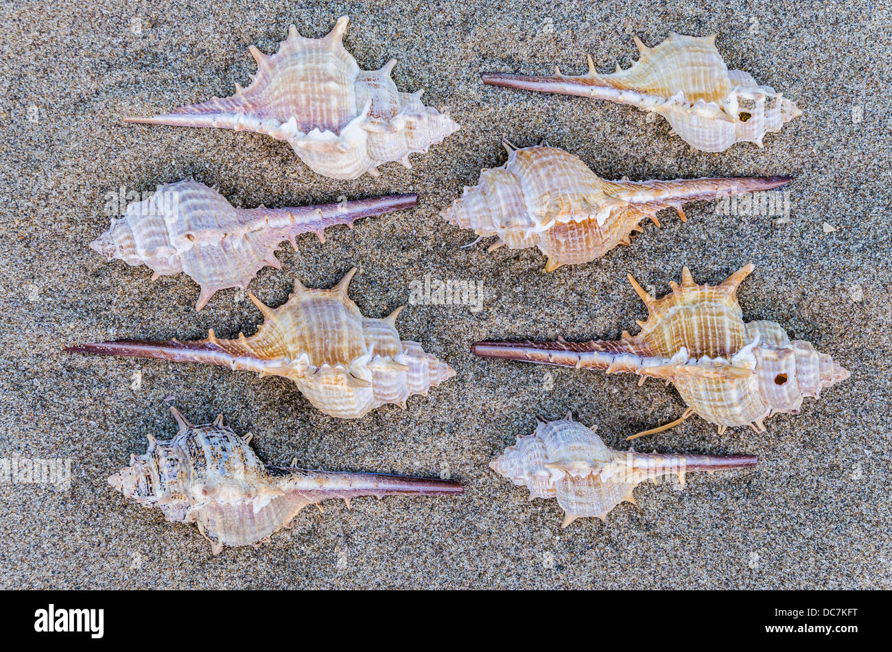 Marine snails hi-res stock photography and images - Alamy