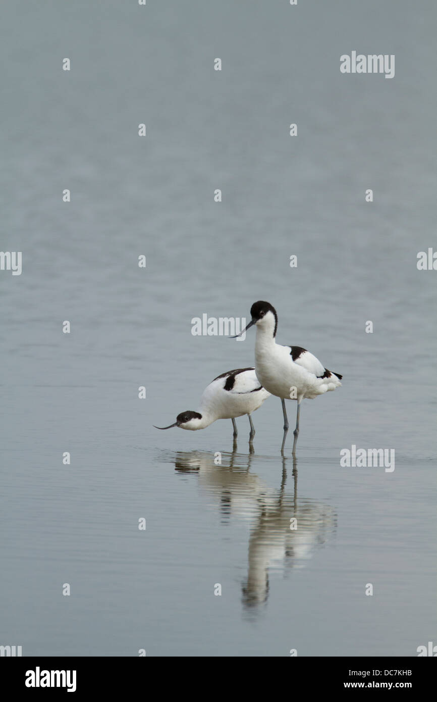 Avocet behavior image. The hen on the left is in crouching position ...