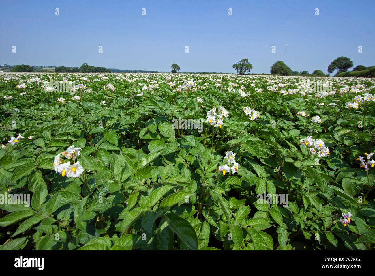 Potato crop in flower. Field Stock Photo - Alamy