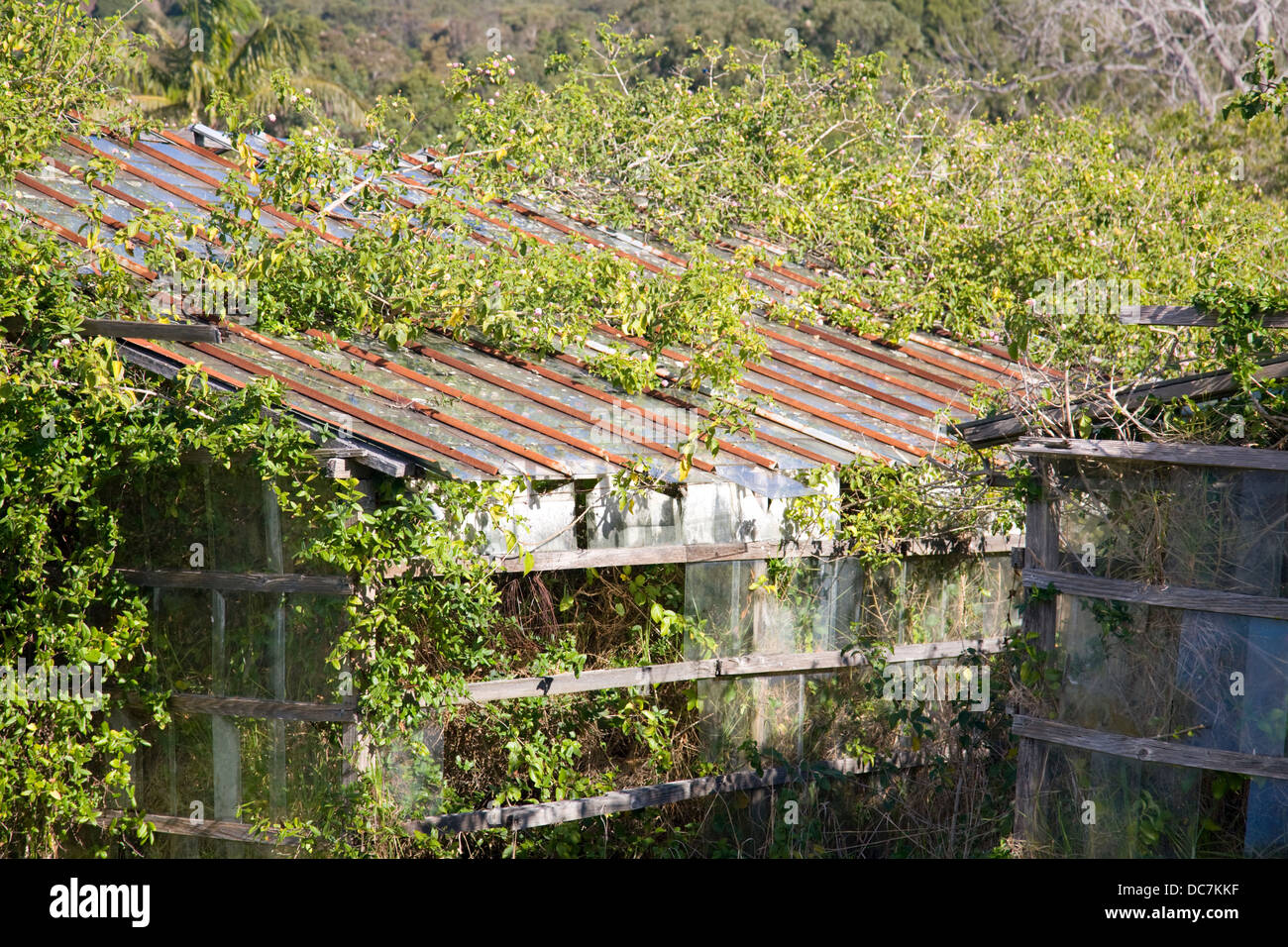 Brambles australia hi-res stock photography and images - Alamy